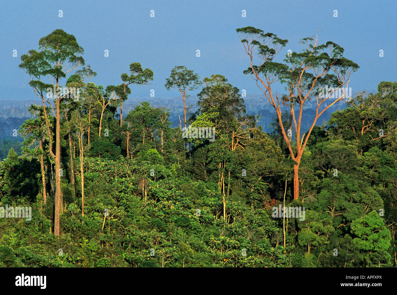 Rainforest view from canopy walkway at Lambir Hills National Park ...