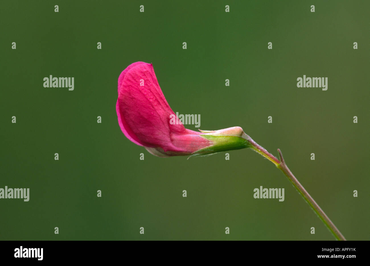 Grass Vetchling Flower Stock Photo - Alamy