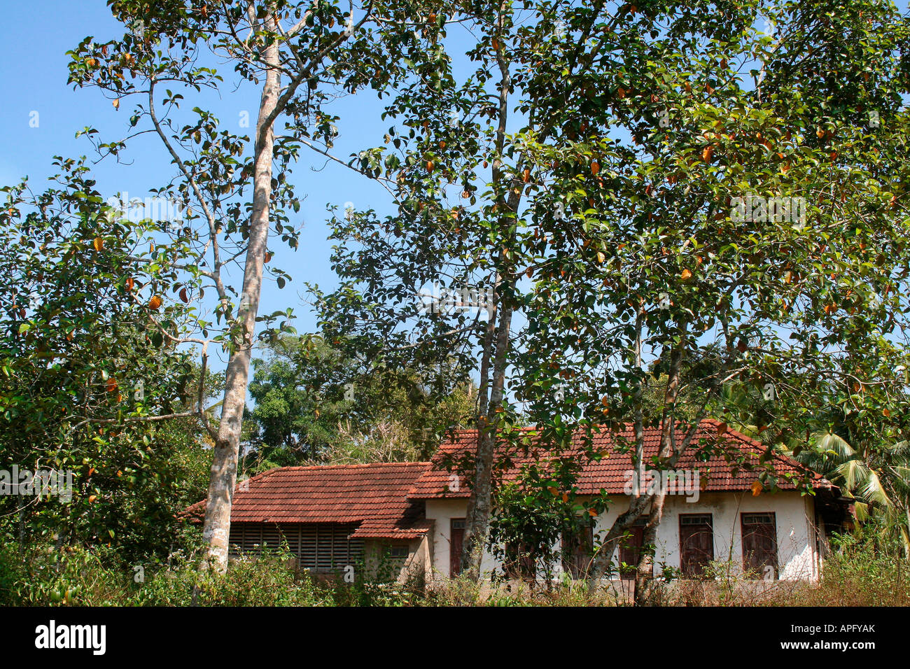 Old cottage type farm house in the woods surrounded by a variety of ...