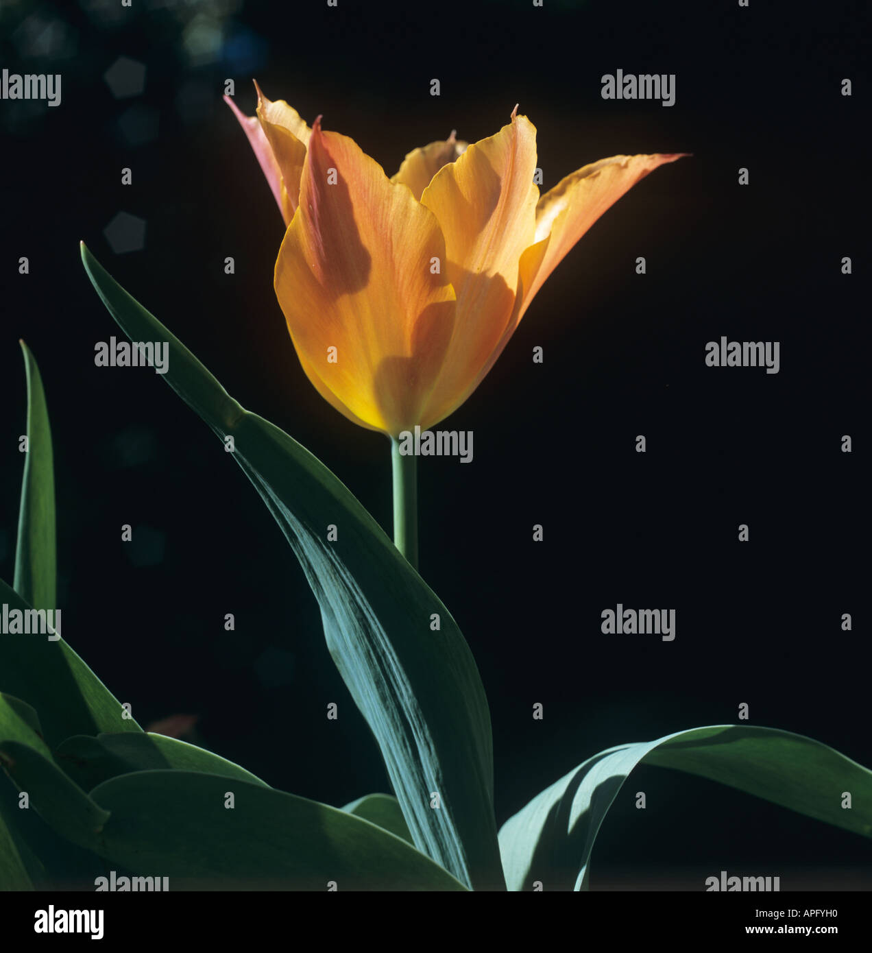 Flower of tulip Ballerina Stock Photo - Alamy