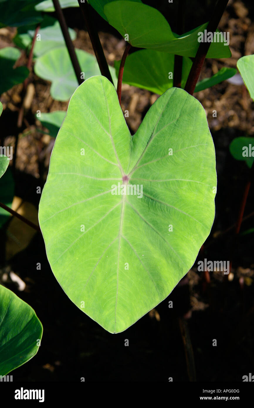 Kalo hawaii hi-res stock photography and images - Alamy