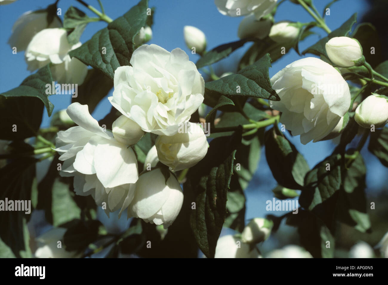 Mock orange philadelphus hi-res stock photography and images - Alamy