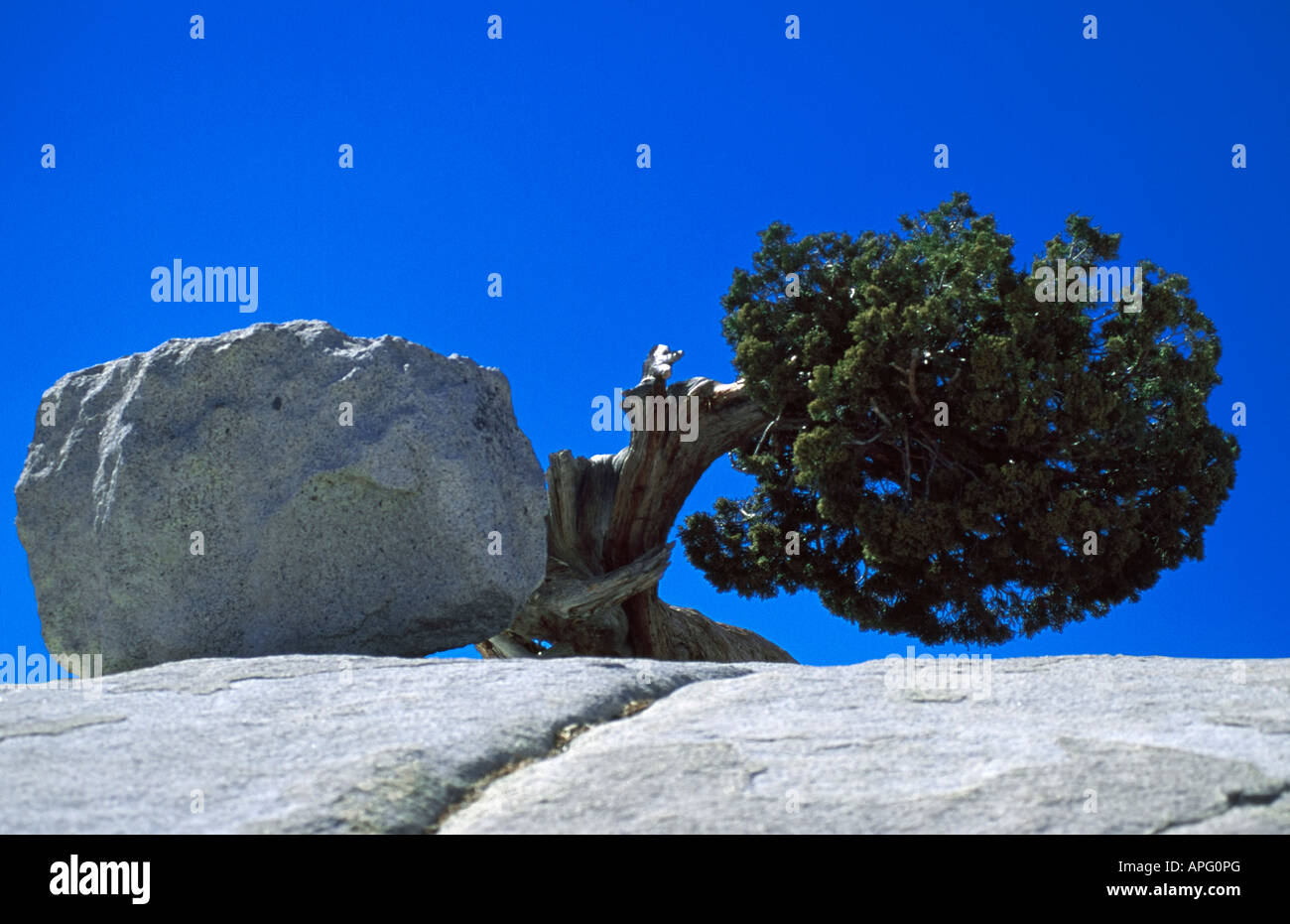 Tree and rock Stock Photo - Alamy