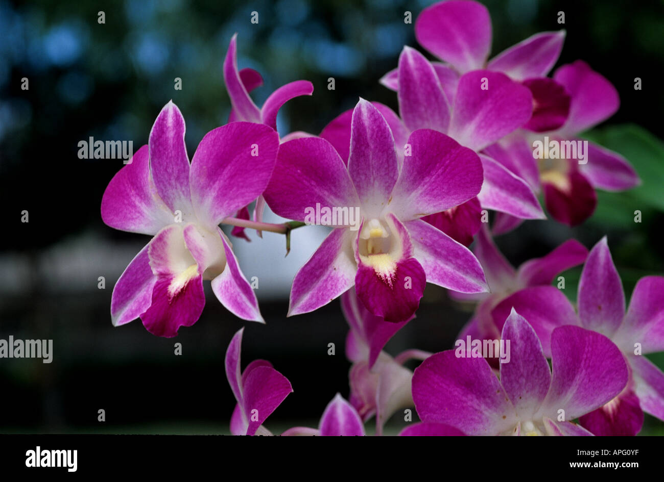 Dendrobium orchids hi-res stock photography and images - Alamy