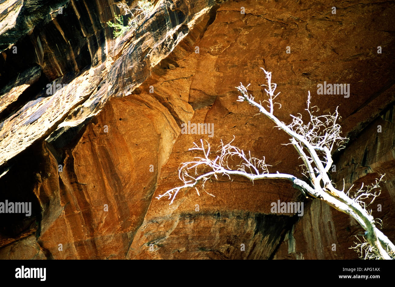 Dead tree in a cave Stock Photo - Alamy