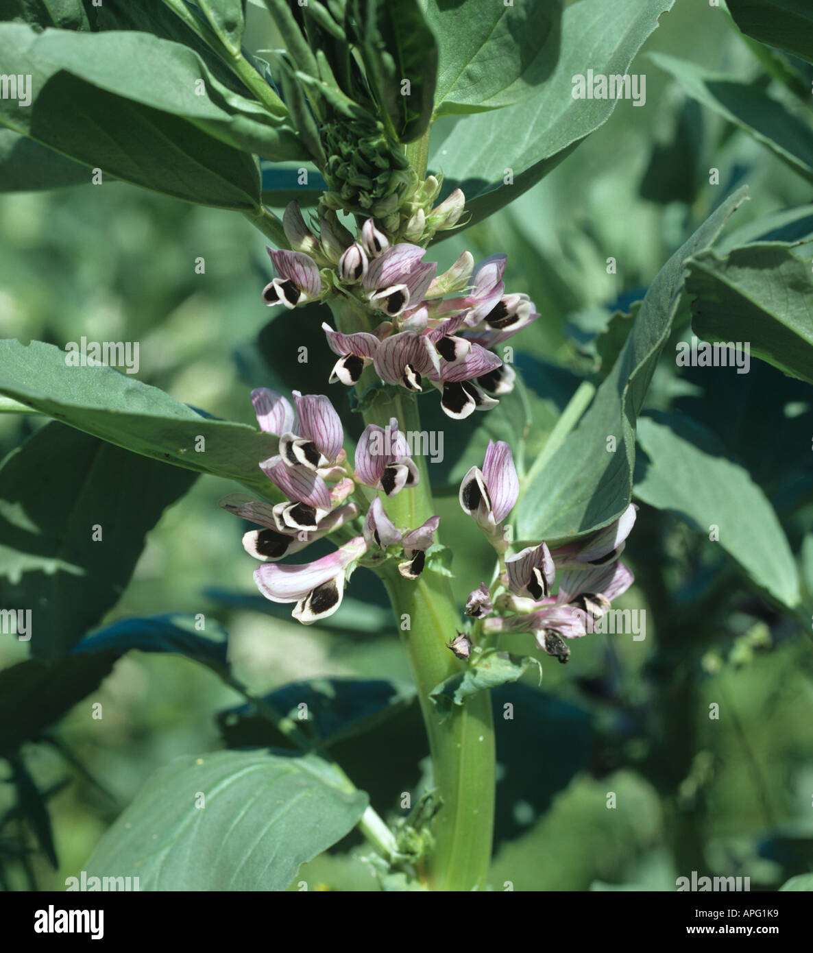 Flowering bean hi-res stock photography and images - Alamy