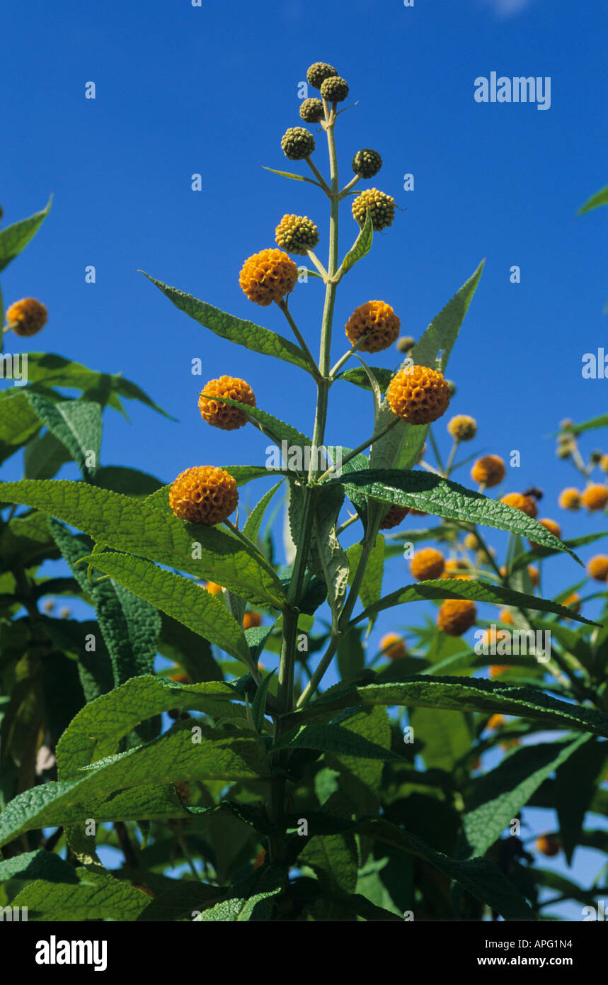 Buddleia Buddleja globosa in flower against blue sky Stock Photo - Alamy