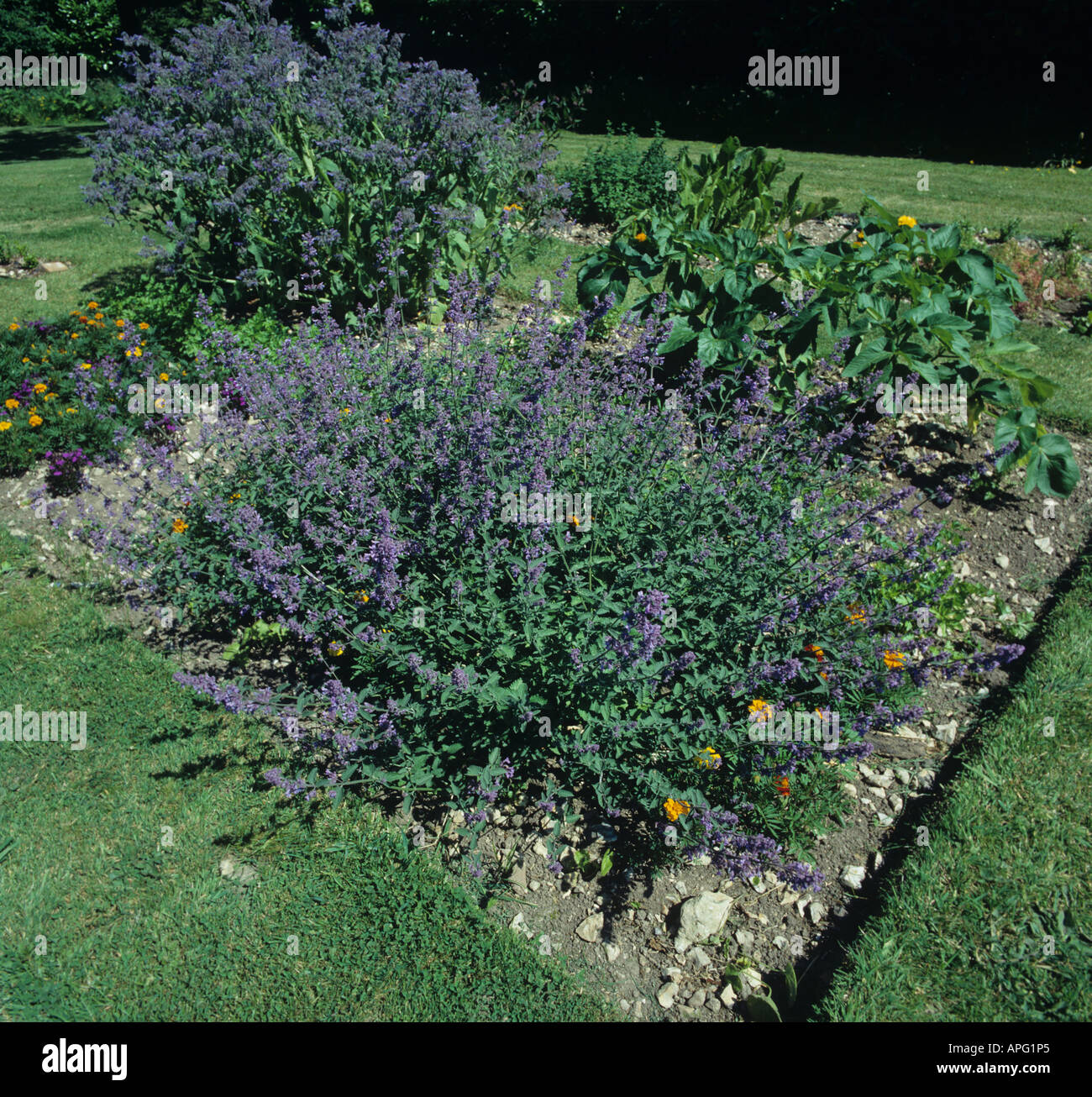 Flowering group of catmint Nepeta sp plants in a flower bed Stock Photo ...