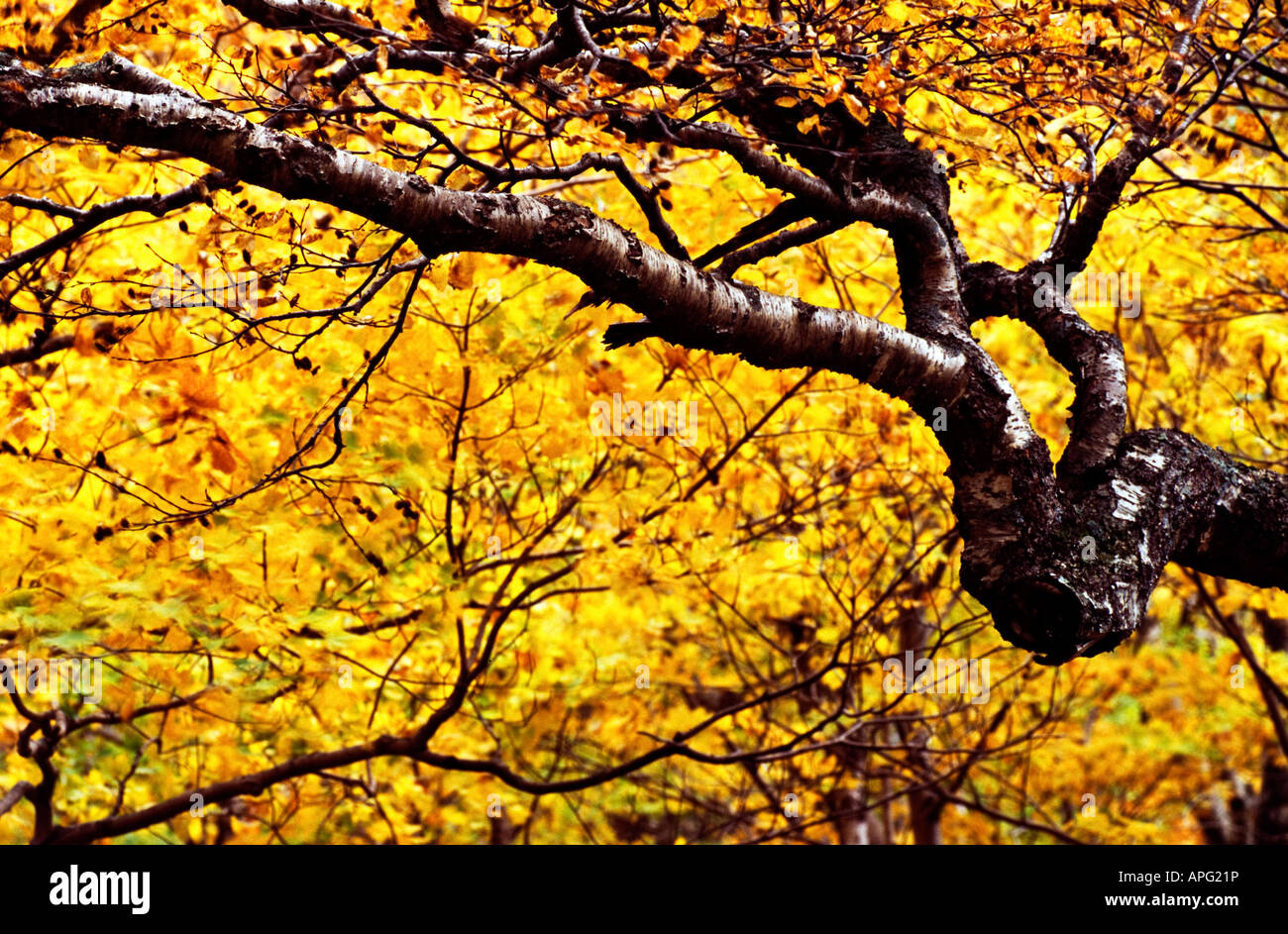 Fallcolours hi-res stock photography and images - Alamy