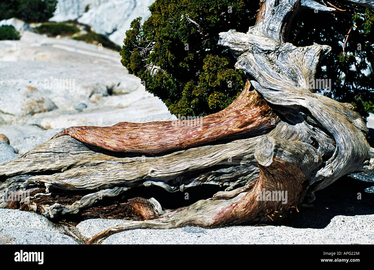 Desert timber hi-res stock photography and images - Alamy