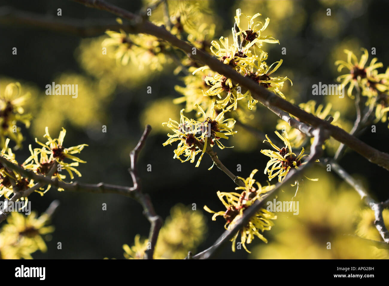 Chinese witch hazel hi-res stock photography and images - Alamy