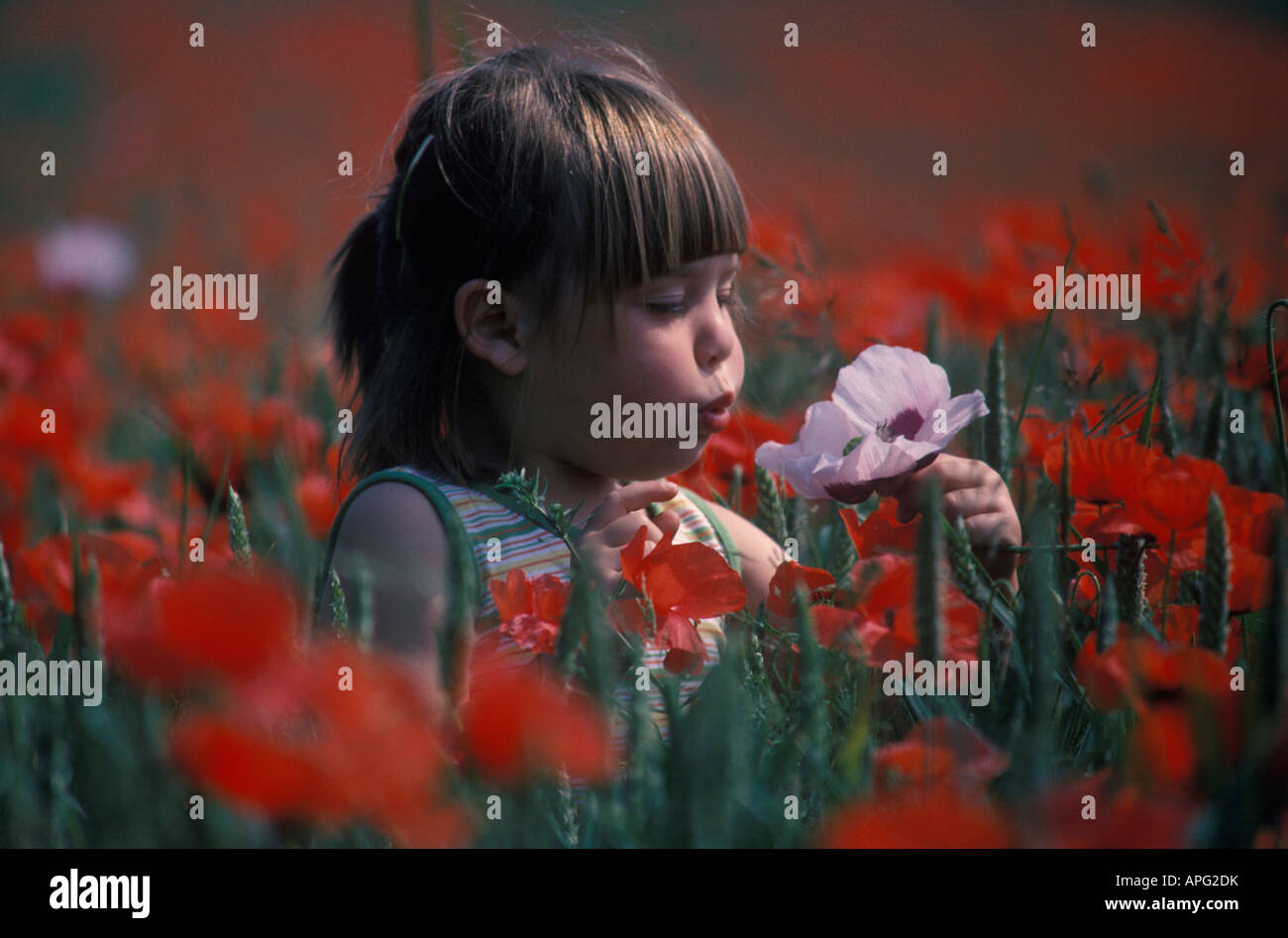 child looking at a flower in a field of poppies Stock Photo - Alamy