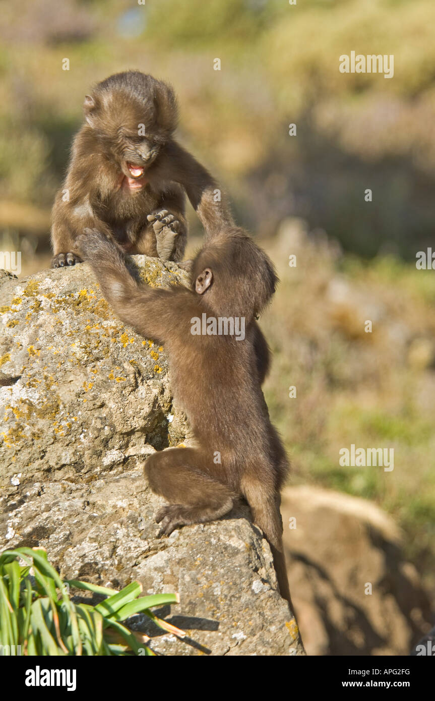 Two young baby Gelada Baboons play on a rock in the Semien Mountain ...
