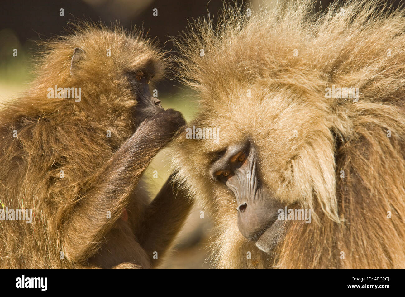 Male baboon grooming female hi-res stock photography and images - Alamy