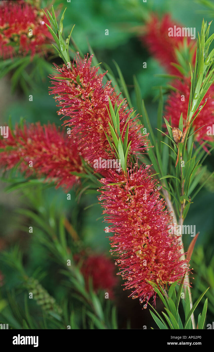 Callistemon rigidus hi-res stock photography and images - Alamy