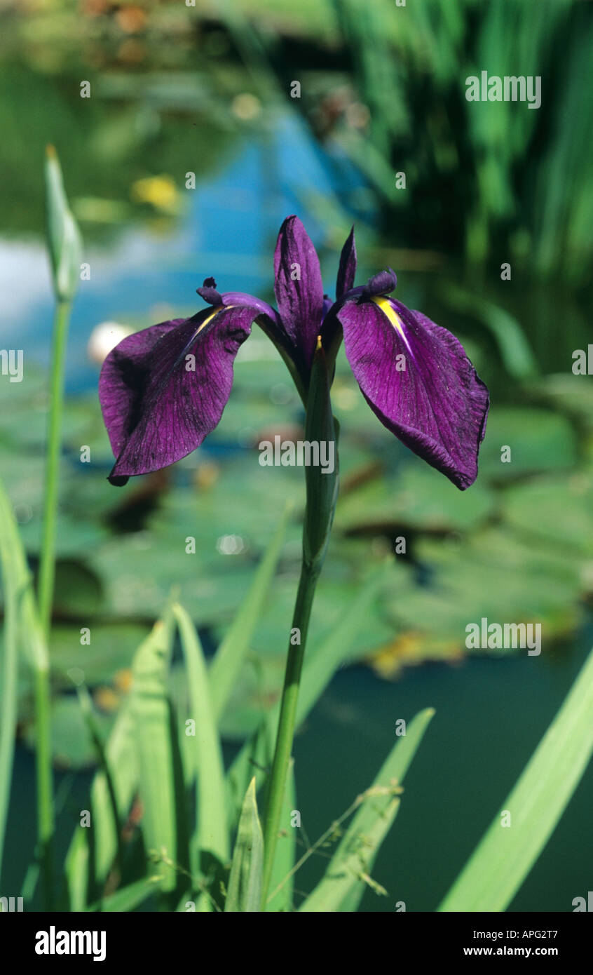 Deep blue purple beardless iris Iris ennata in flower Stock Photo - Alamy
