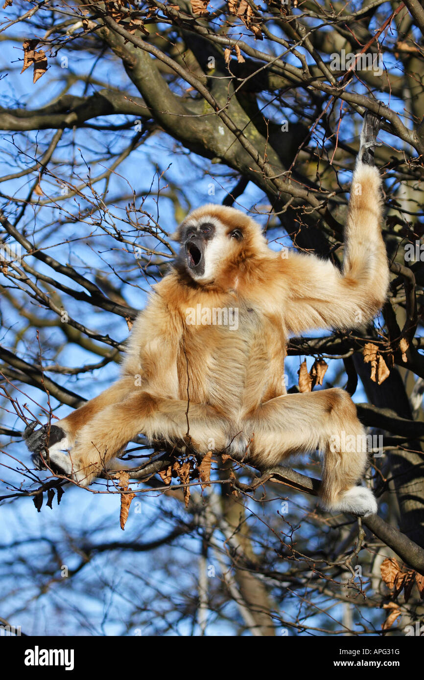 Hylobates lar calling hi-res stock photography and images - Alamy