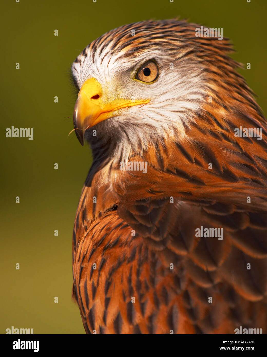 Red kite portrait Stock Photo - Alamy