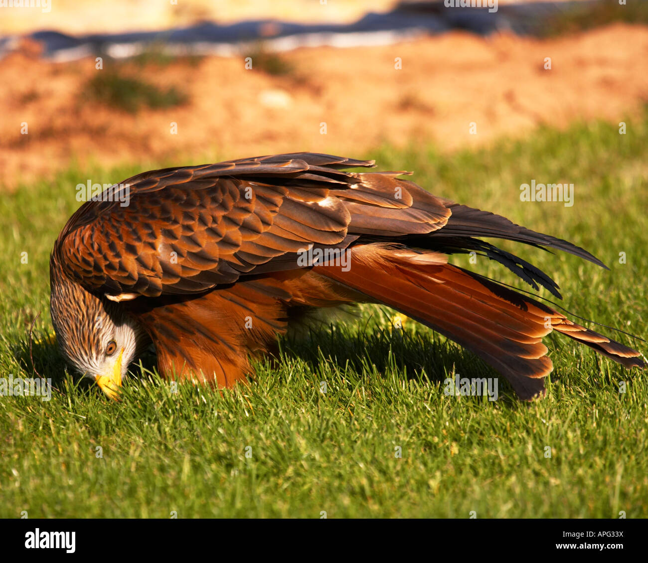 Red kite searching for food on the ground Stock Photo - Alamy