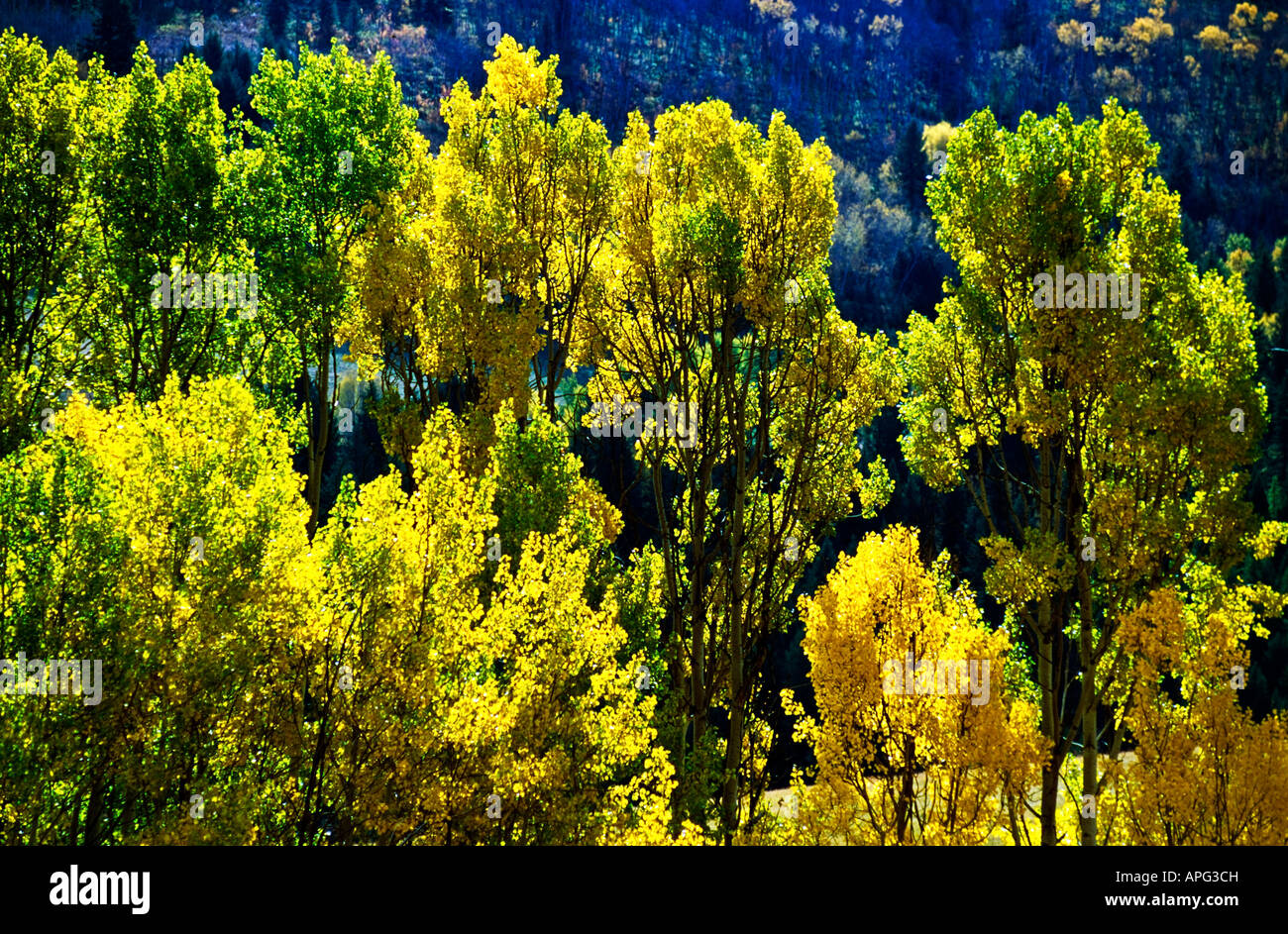 Aspen treetops hi-res stock photography and images - Alamy