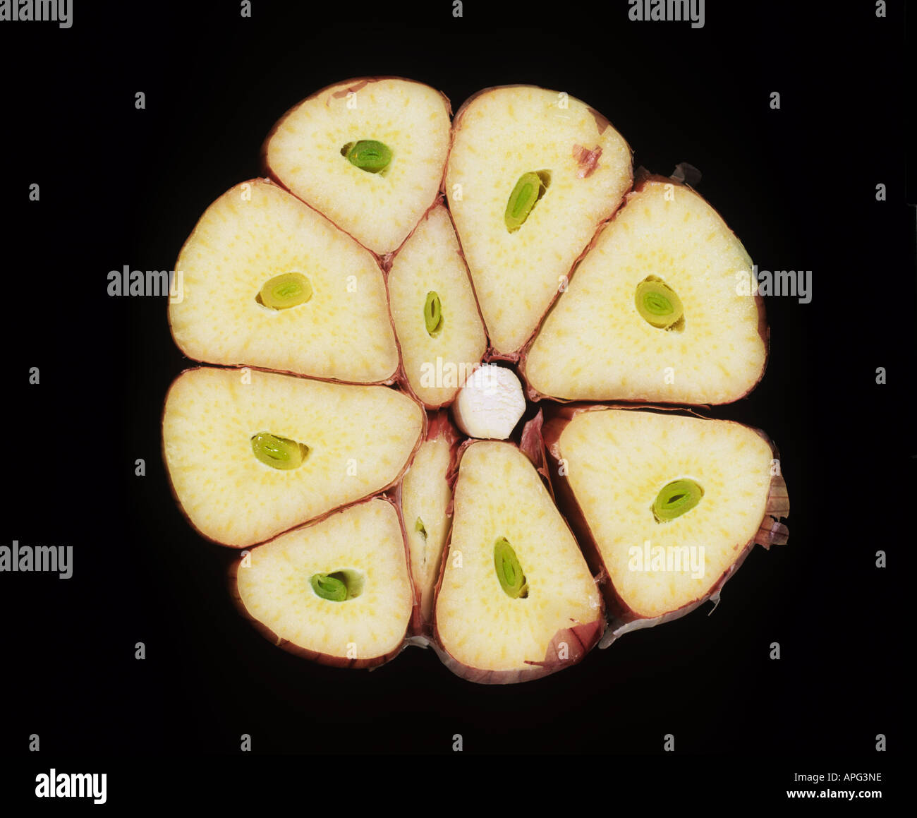 Garlic Allium sativum bulb and cloves in cross section Stock Photo - Alamy