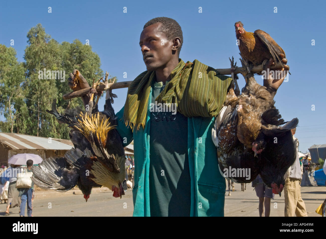 Live chickens hi-res stock photography and images - Alamy