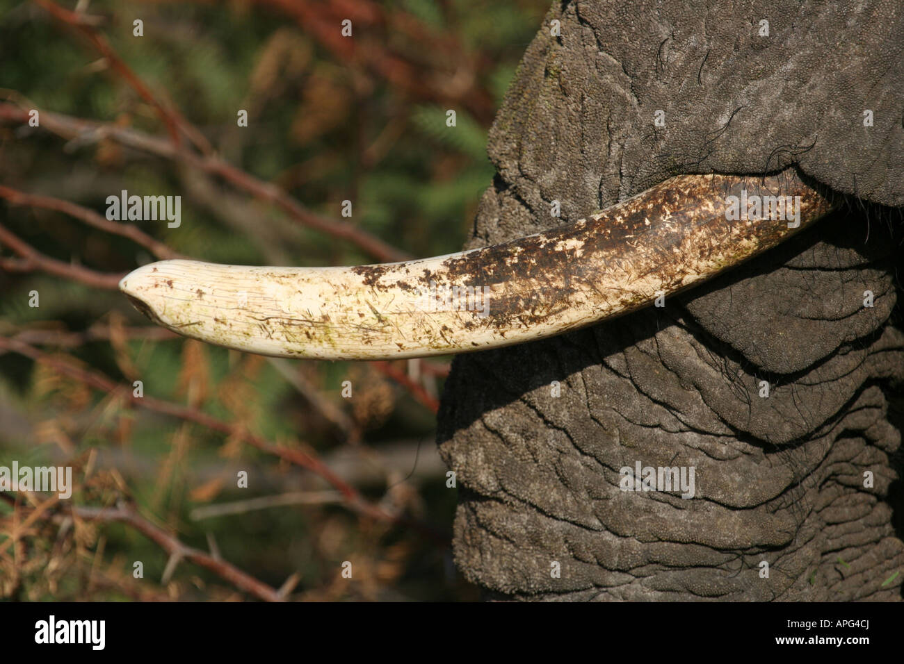 Elephant tusk hi-res stock photography and images - Alamy