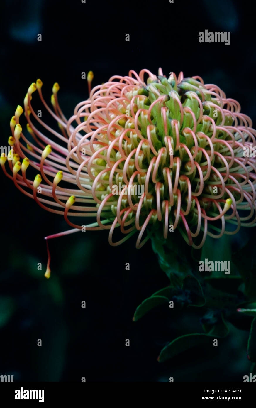 Leucospermum nutans hi-res stock photography and images - Alamy