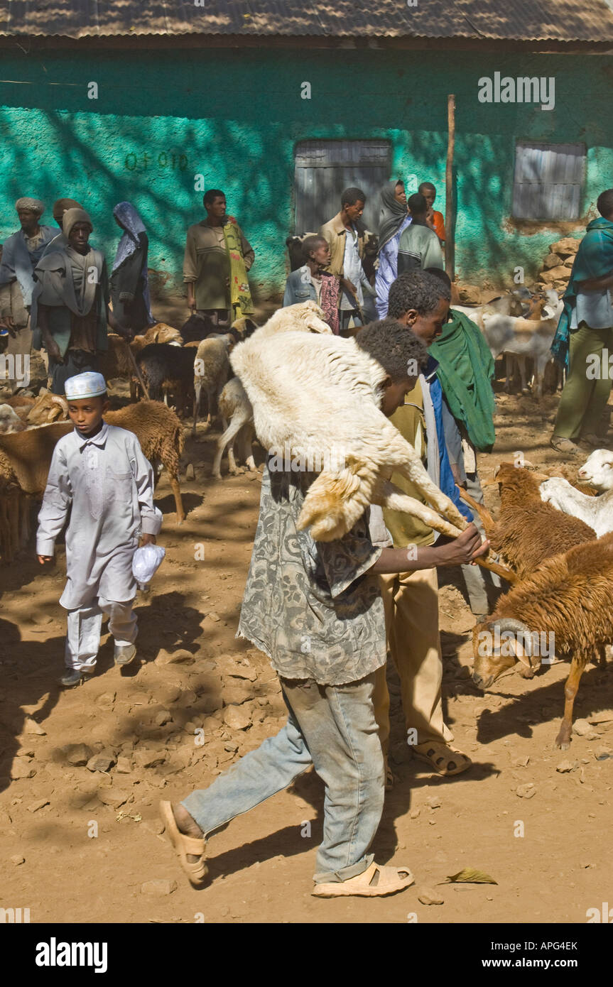 A typical scene in the busy and dusty main sheep selling market of ...