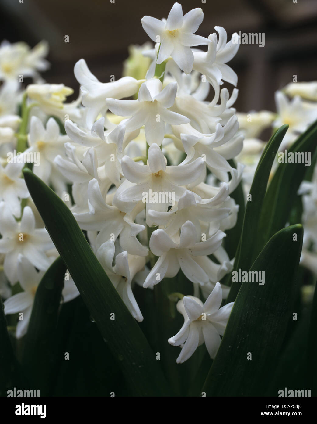Hyacinthus orientalis 'carnegie' hi-res stock photography and images - Alamy