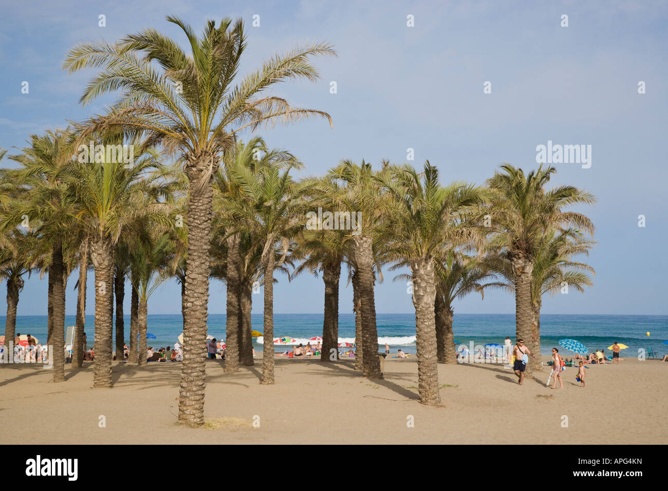Torremolinos Malaga Province Costa del Sol Spain Palm tree garden on ...