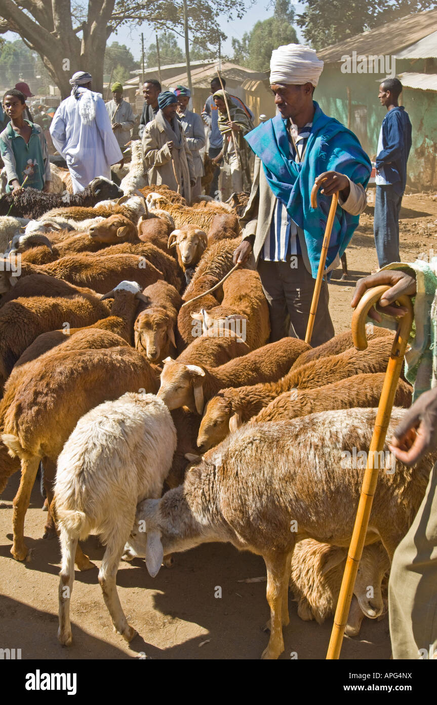 A typical scene in the busy and dusty main sheep selling market of ...