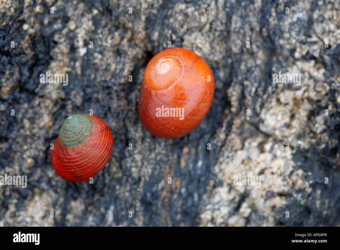red snail-shell on rock while low tide, Connemara, Ireland Stock Photo ...