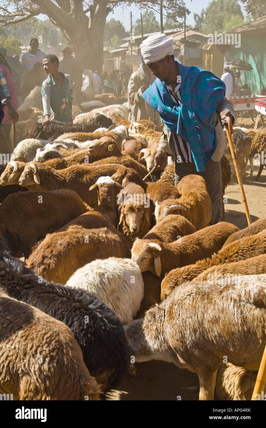 A typical scene in the busy and dusty main sheep selling market of ...