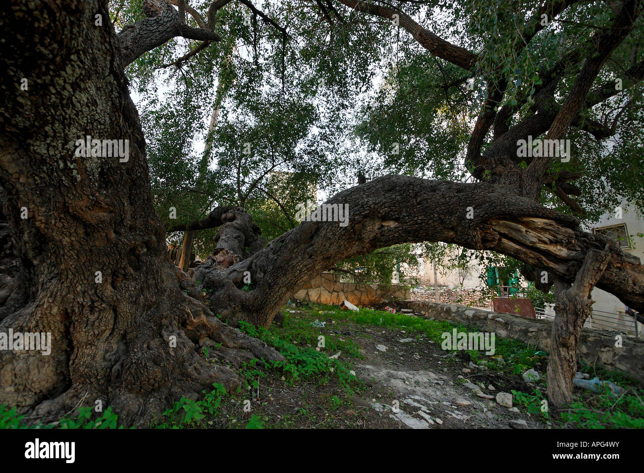 Samaria Jujube tree in Kifl Haret Stock Photo - Alamy