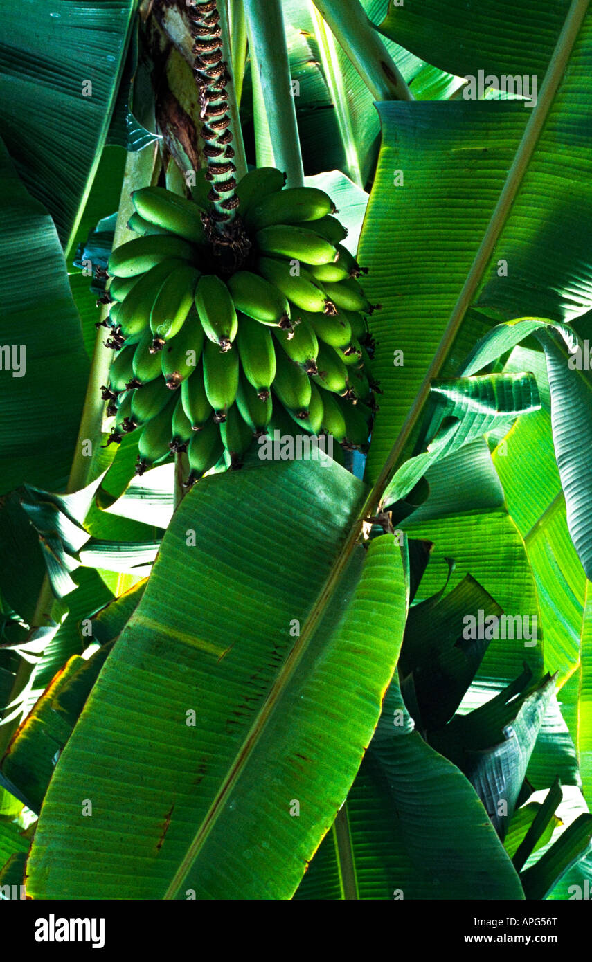 Produce banana tree hi-res stock photography and images - Alamy