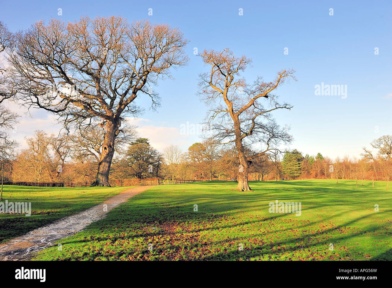Trees in Upton Park Stock Photo - Alamy