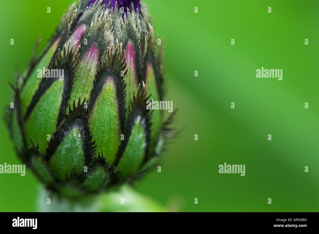 Centaurea montana Perennial cornflower bud Stock Photo - Alamy
