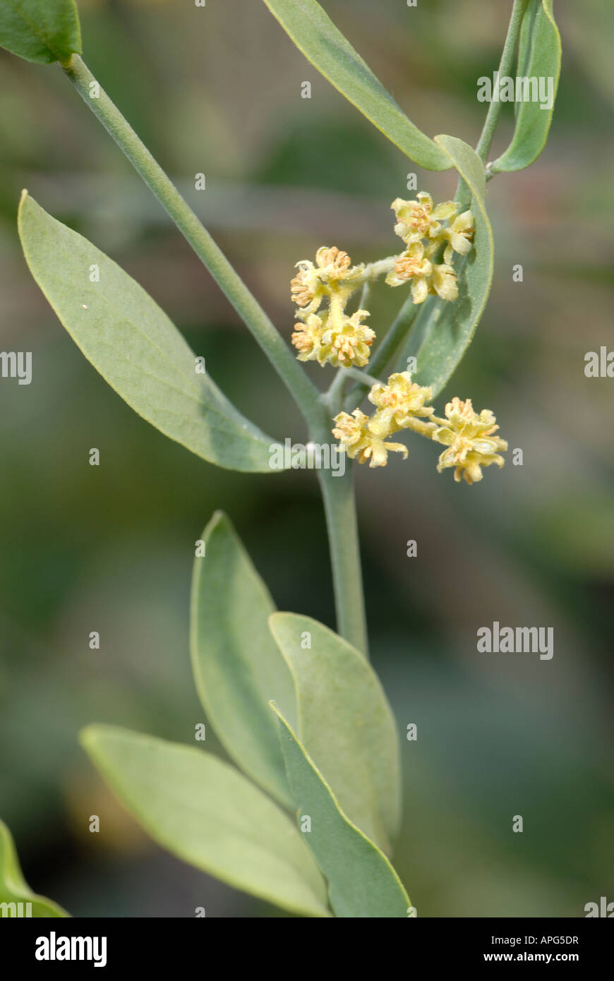 Jojoba (simmondsia chinensis) hi-res stock photography and images - Alamy