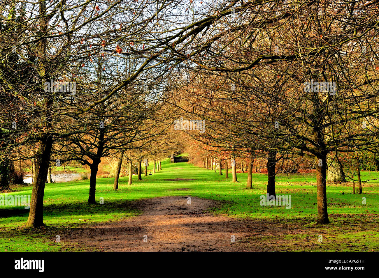Line of trees with pathway in middle Stock Photo - Alamy