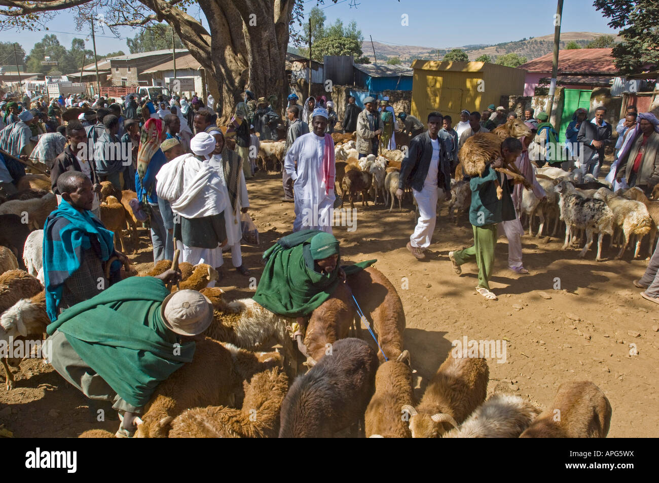 A typical scene in the busy and dusty main sheep selling market of ...