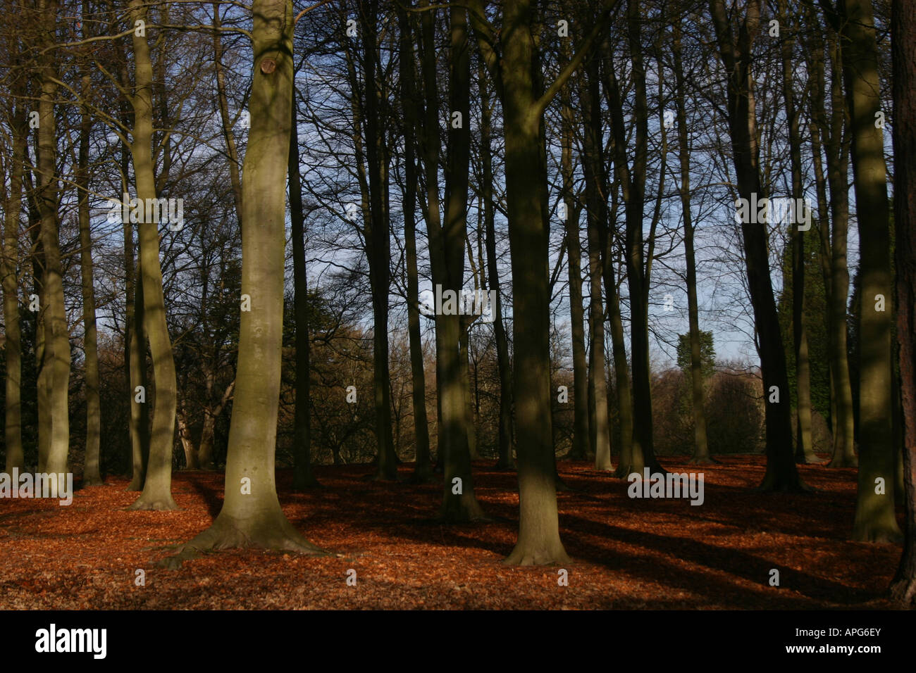 Beech trees in Virginia Waters Surrey Stock Photo - Alamy