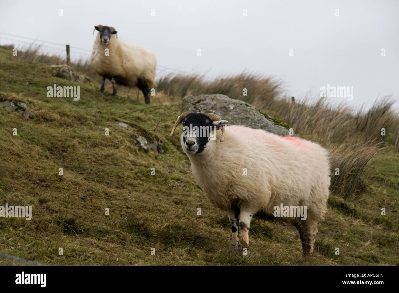 two sheep in the glens in Northern ireland on a windy overcast day ...