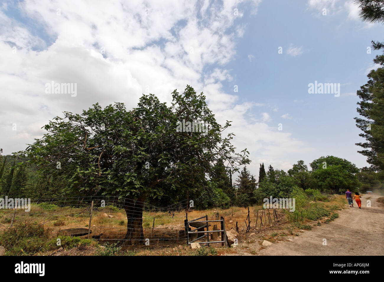 Israel the Upper Galilee Fig tree Ficus carica in Biria forest Stock ...