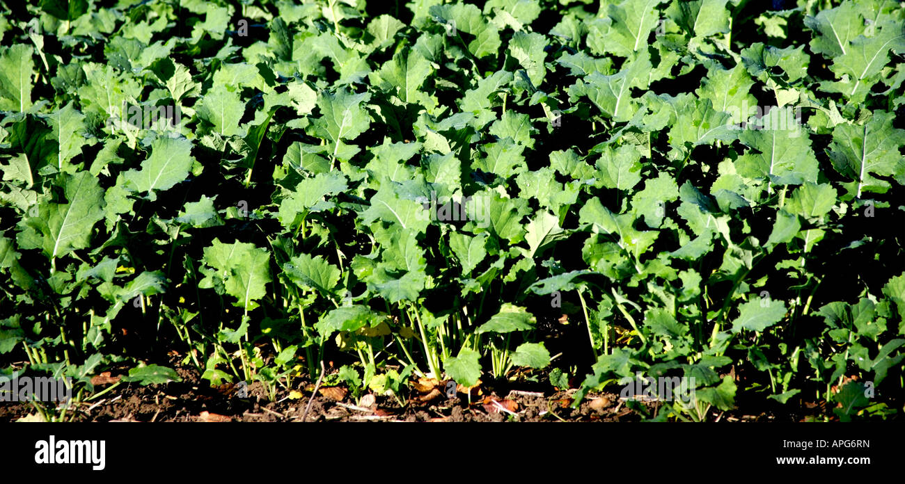 A view of crops in rows in farmland field with green colour Stock Photo ...