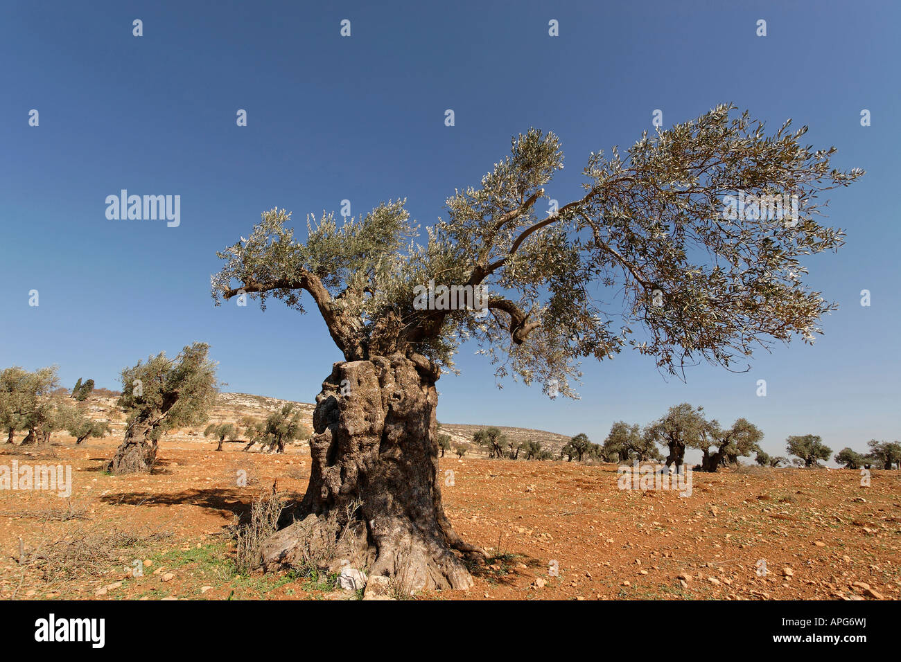 Samaria Olive tree Olea europaea in Yanun Stock Photo - Alamy