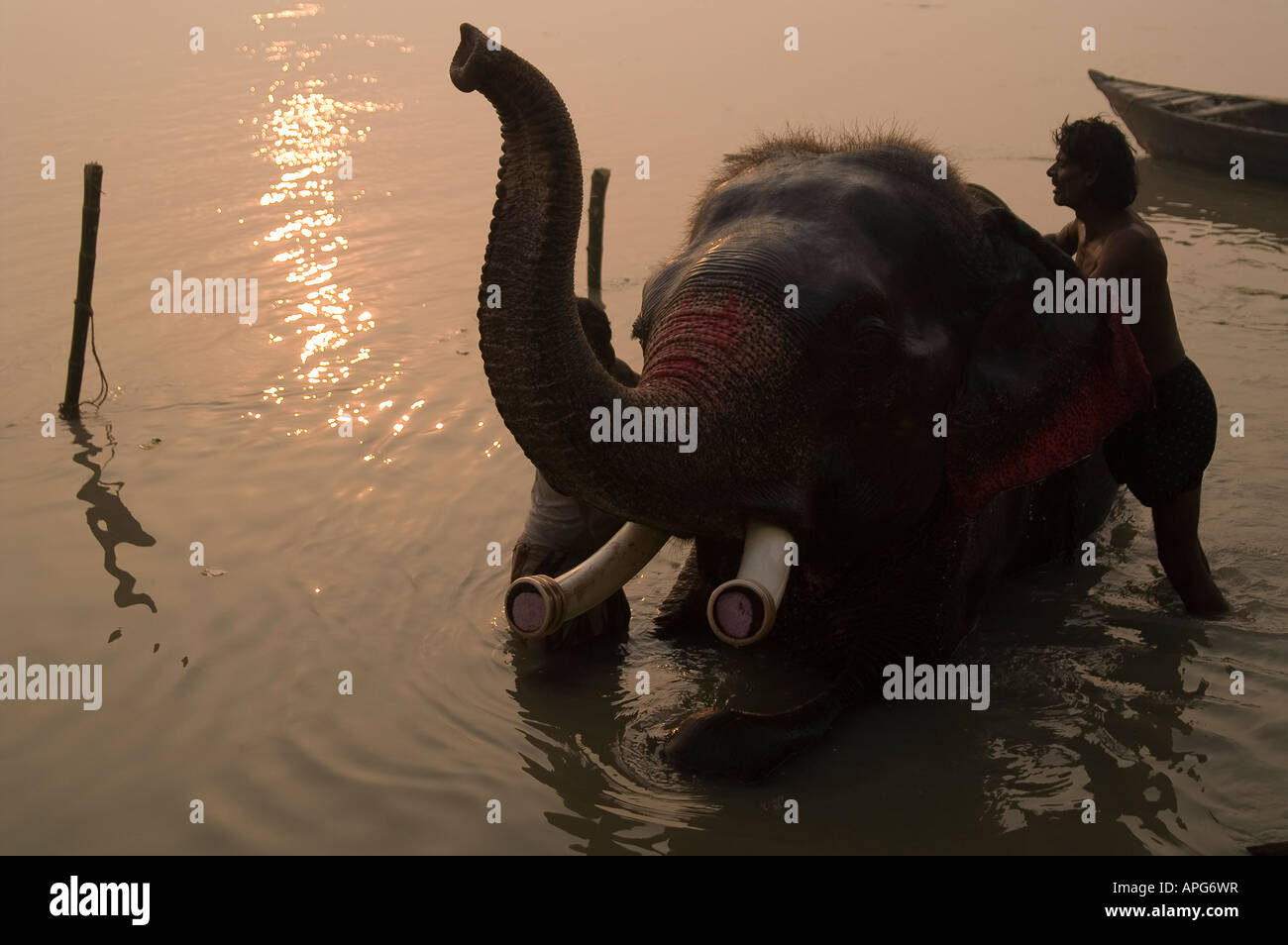 Sonepur Fair, Bihar, India Stock Photo - Alamy
