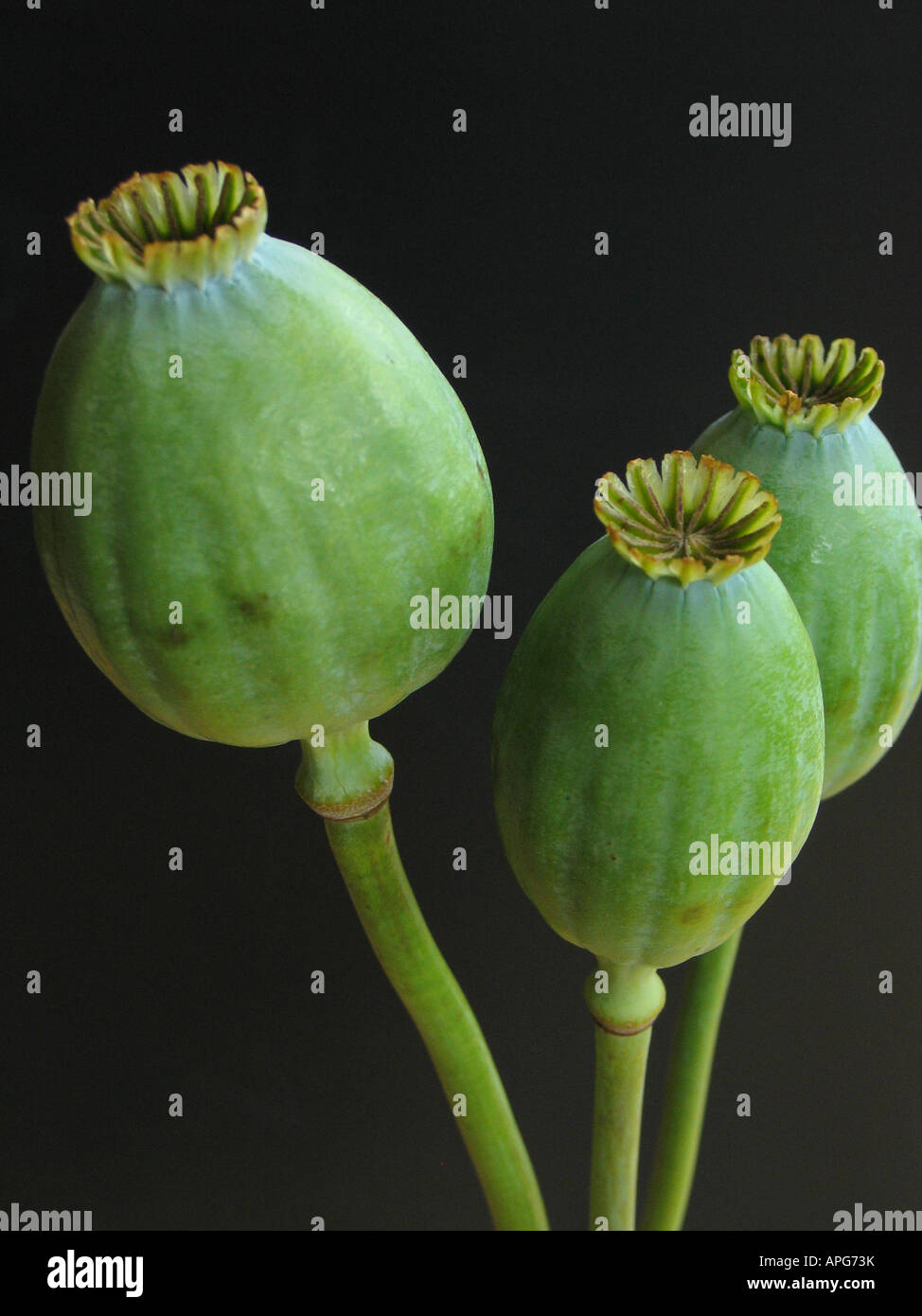Three Poppy heads Stock Photo - Alamy