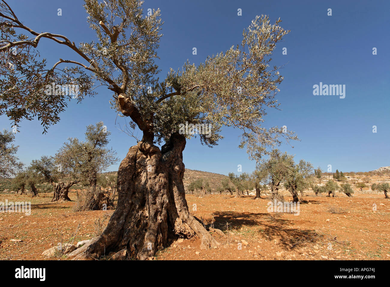 Samaria Olive tree Olea europaea in Yanun Stock Photo - Alamy