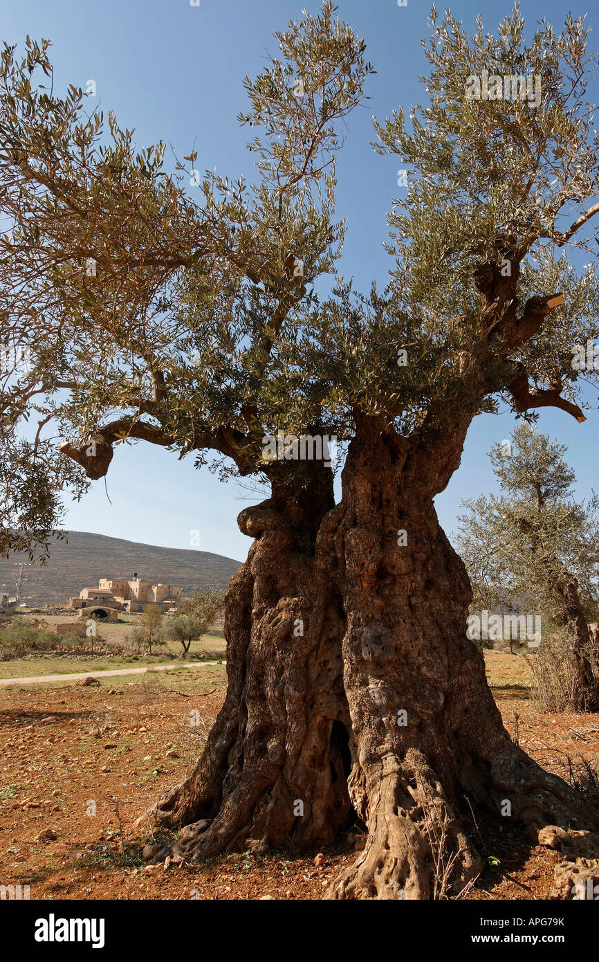 Samaria Olive tree Olea europaea in Yanun Stock Photo - Alamy